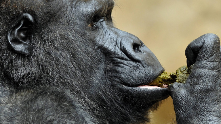 Kotfresser: Warum sich einige Tiere von Ausscheidungen ernähren · Dlf Nova
