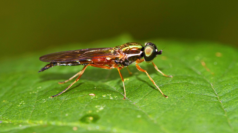 Soldatenfliegen: Proteinbomben sollen die Welt retten · Dlf Nova