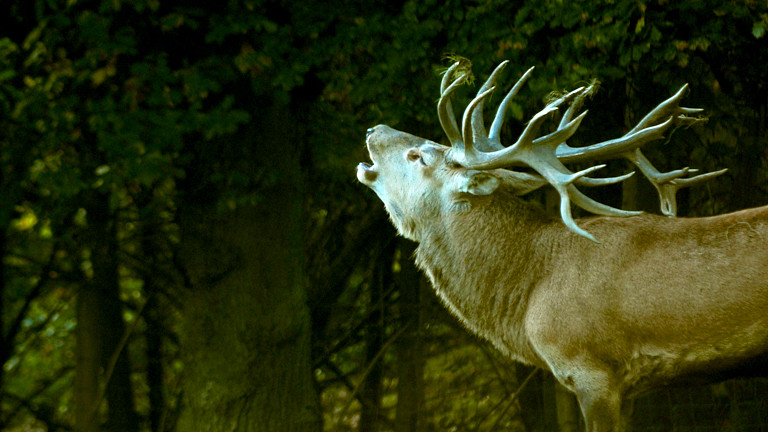 Hirsche: Geweihwechsel im Frühling · Dlf Nova