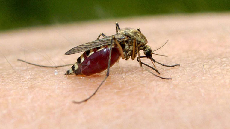 Schutz vor Moskitos: Ultraschall wirkungslos gegen Stechenmücken · Dlf Nova