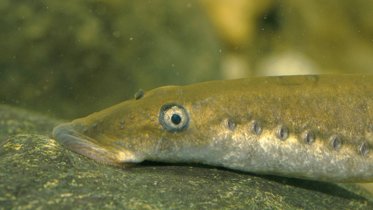 Evolution: Neunaugen keine lebenden Fossilien? · Dlf Nova