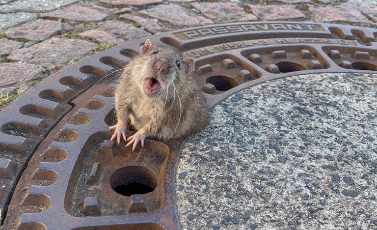 Ratte im Gully: Wie viel Einsatz verdient ein Tierleben · Dlf Nova