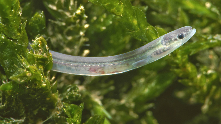 Glasaale: Schmuggel mit jungen Aalen bringt viel Geld · Dlf Nova