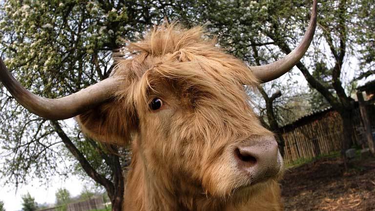 Ur-Landwirtschaft: Ochsen haben die Gesellschaft ungleicher gemacht ...