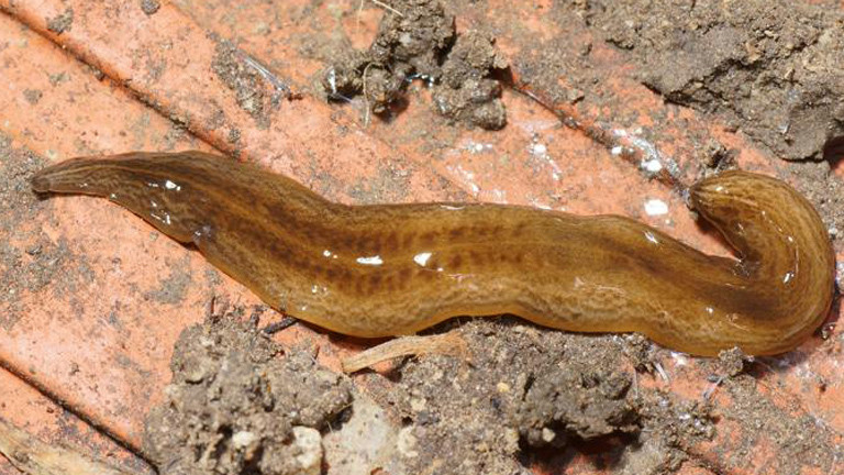 Invasiver Wurm: Kleintier-Killer aus Südamerika · Dlf Nova
