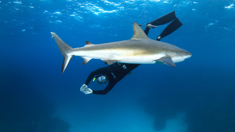 Florida: Erich Ritter betreibt eine "Hai-Schule" · Dlf Nova