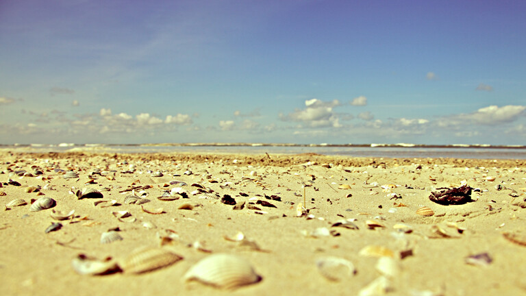 Bioinvasion: Neue Muschelarten in Ost- und Nordsee · Dlf Nova