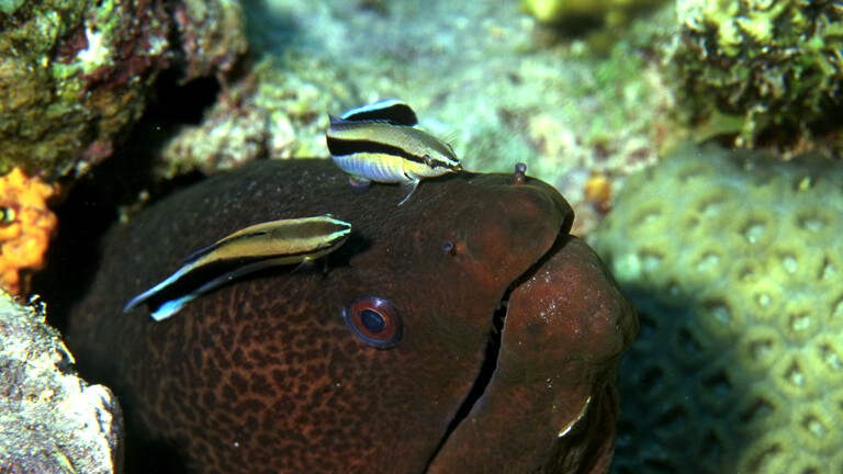 Symbiose: Putzerlippfische pflegen Raubfische · Dlf Nova