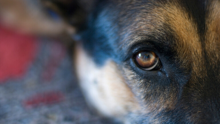 Bettwanzen: Spürhund-Service am Frankfurter Flughafen · Dlf Nova