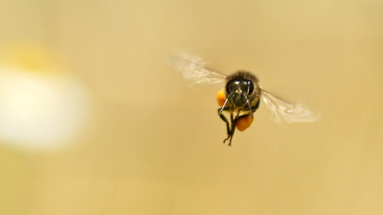 Welttag Biodiversität: Die biologische Vielfalt der Erde erhalten · Dlf ...