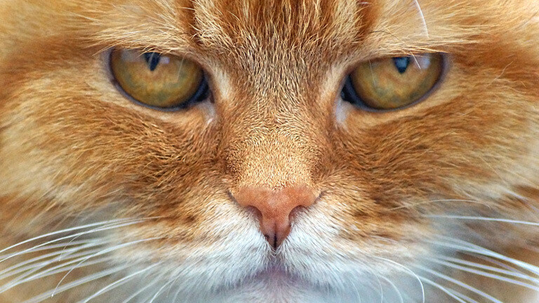 Genforschung: Warum rote Katzen rot sind · Dlf Nova