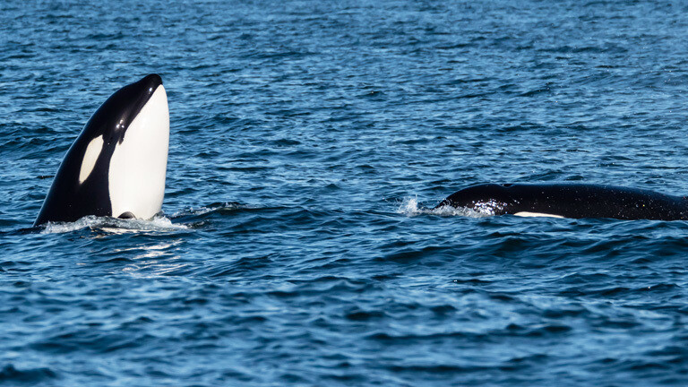 Omas im Tierreich: Großmutter-Effekt bei Orcas · Dlf Nova