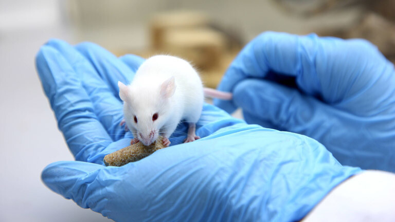 Tierversuche: Wo die Labormäuse herkommen · Dlf Nova