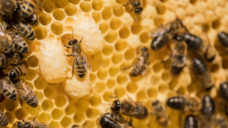 Varroa-Milben: Resistente Bienenart hat deutlich höhere ...