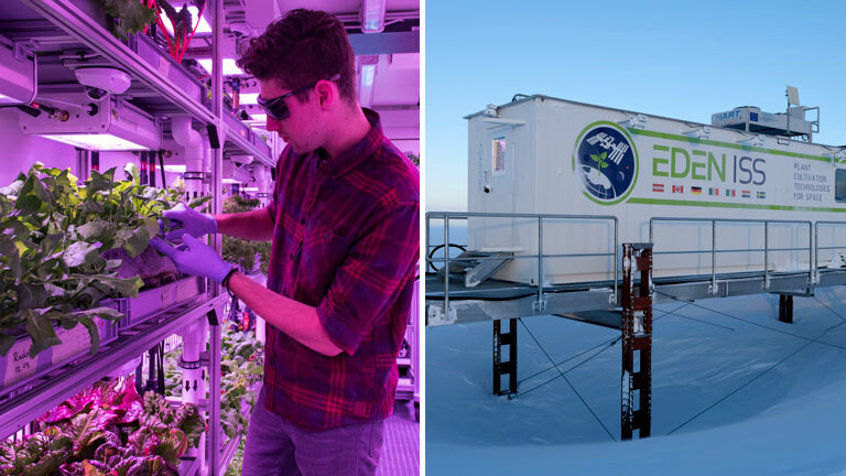 Eden ISS: Frisches Gemüse für Weltraum-Missionen · Dlf Nova