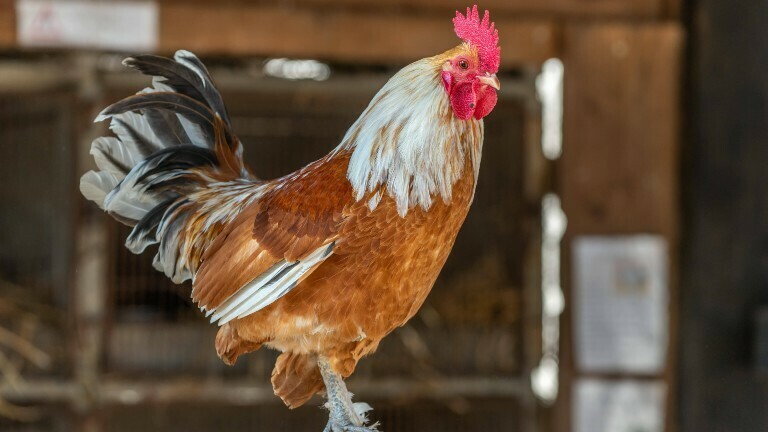 Haushuhn: Wie das Huhn zum Menschen kam · Dlf Nova