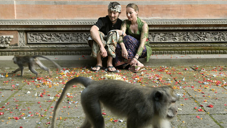 Javaneraffen: Tierisches Verhandlungsgeschick - Tempelaffen auf Bali ...