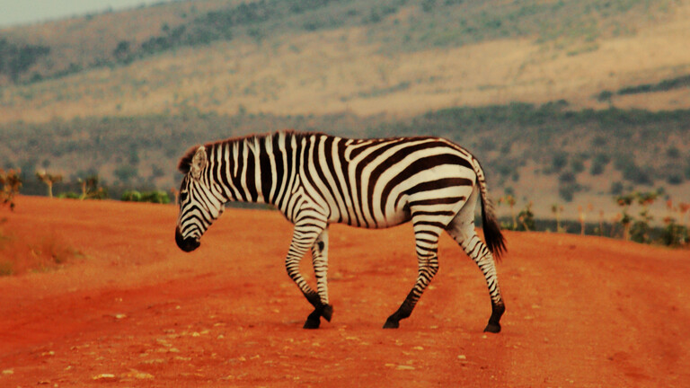 Zebras: Das Geheimnis der Streifen · Dlf Nova