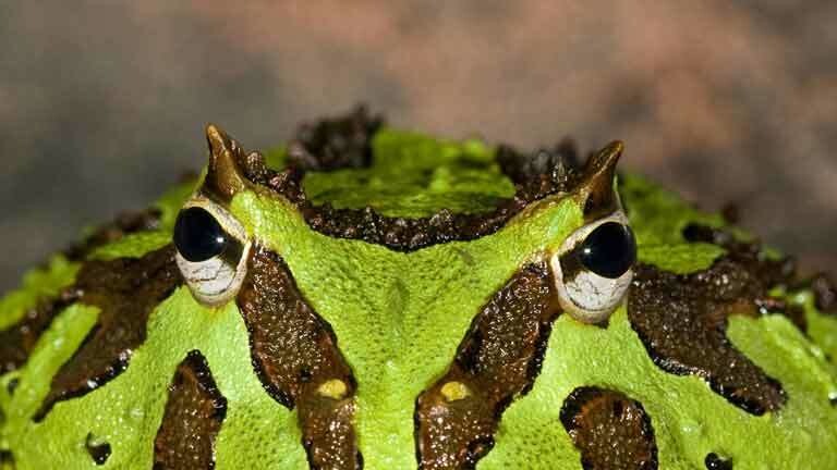 Frosch-Schädel, Lebenserwartung, Quarantäne-Training · Dlf Nova