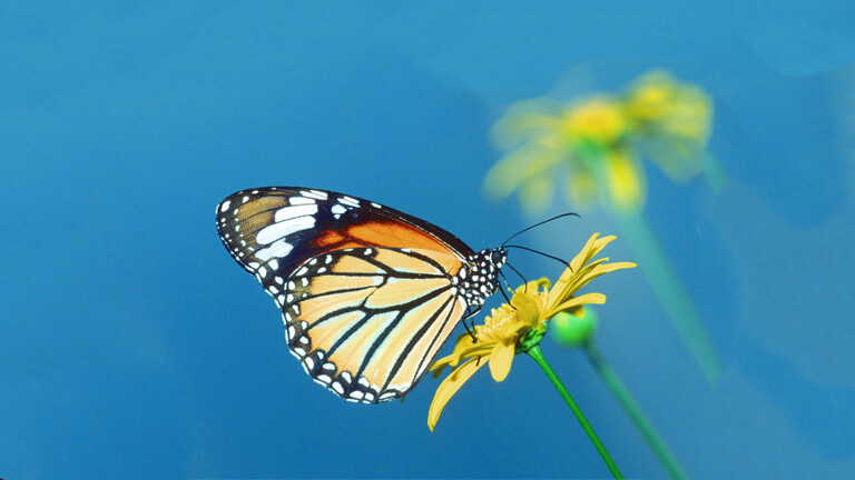 Rote Liste: Mehr als 41.000 Tier- und Pflanzen-Arten sind bedroht · Dlf ...