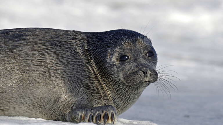 Sibirien: Räteslhaftes Massensterben von Robben · Dlf Nova