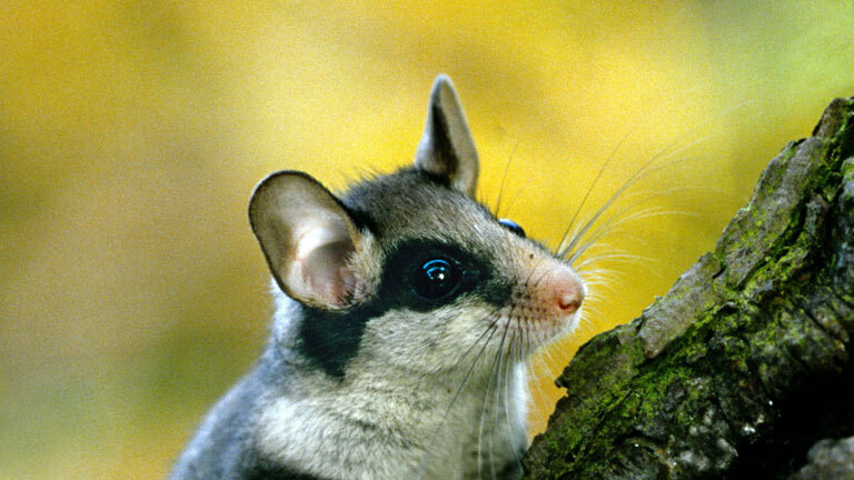 Photolumineszenz: Wie die Gartenschläfer leuchten · Dlf Nova