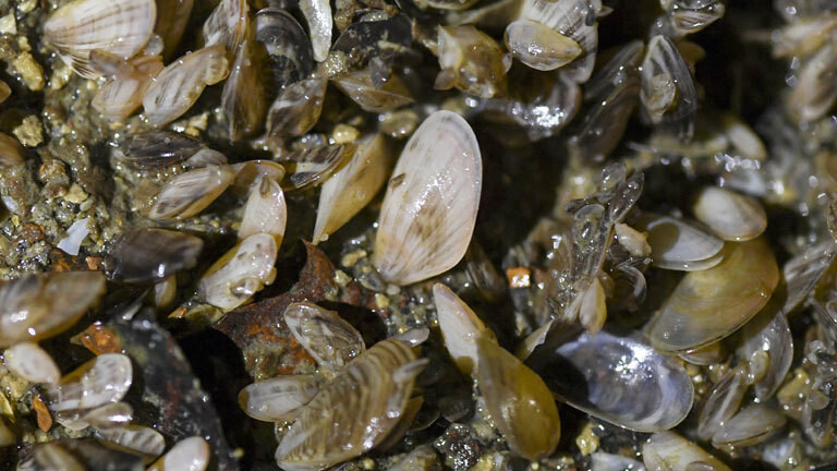 Quagga-Muschel: Was stoppt die Muscheln-Invasion am Bodensee? · Dlf Nova