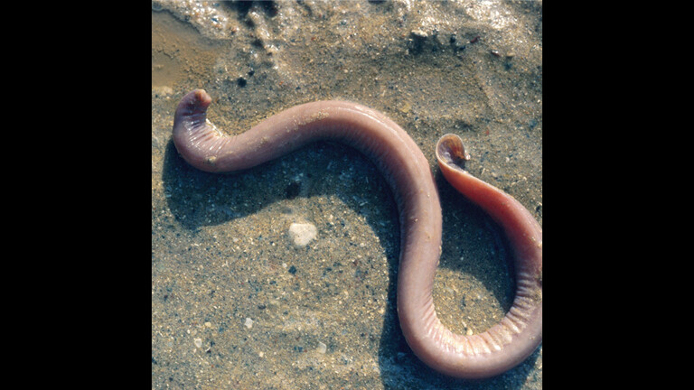 Schleimaale: Knoten knüpfen im Meer · Dlf Nova