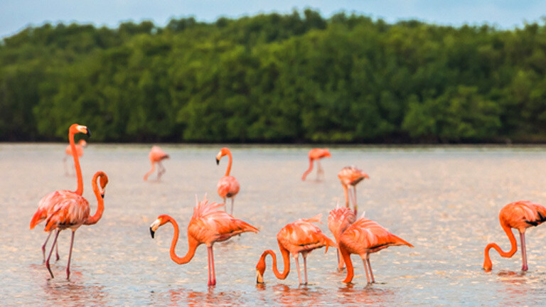 Flamingo-Test: Was Auf-einem-Bein-Stehen über das Altern verrät · Dlf Nova
