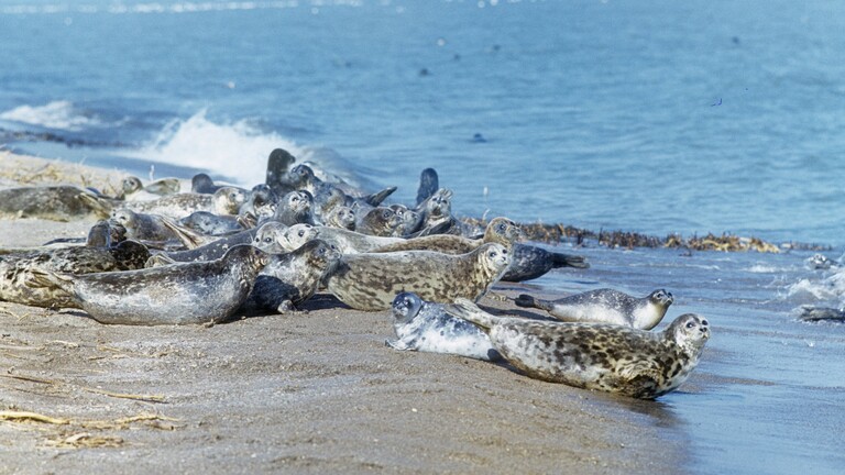 Kaspisches Meer: Woran starben 1700 Robben? · Dlf Nova