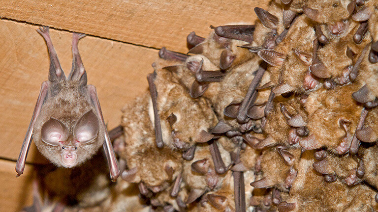 Tiere: Fledermausbabys brabbeln wie Säuglinge · Dlf Nova