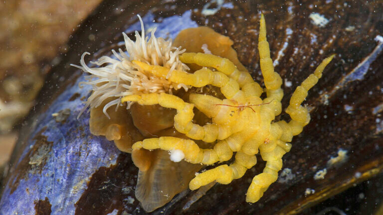 Regeneration: Alles neu macht die Asselspinne · Dlf Nova