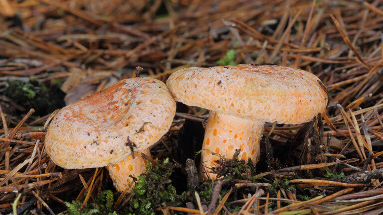 "Mycoforestry": Mehr Speisepilz-Anbau in Wäldern · Dlf Nova