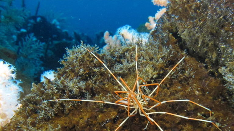 Asselspinnen: Babys festkleben statt tragen · Dlf Nova