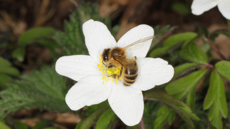 Insekten Sex Wie In Einem Splatterfilm · Dlf Nova