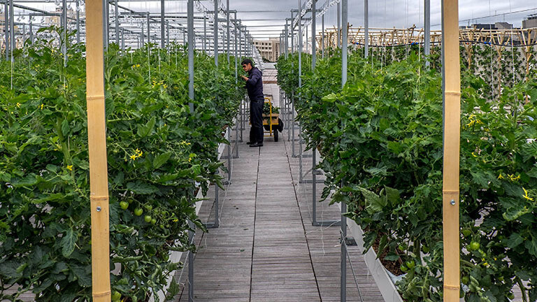 Urban Farming in Paris: Landwirtschaft auf den Messehallen · Dlf Nova