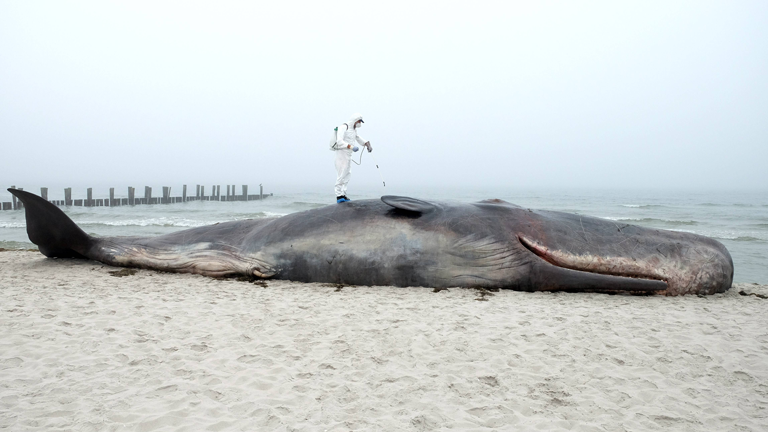 Gestrandete Wale: Ein grässlicher Verwesungsgeruch · Dlf Nova