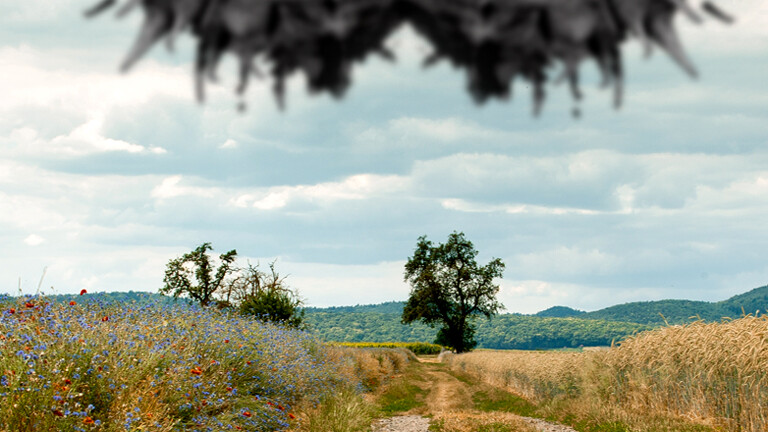 Nutscaping: Haariger Netztrend · Dlf Nova