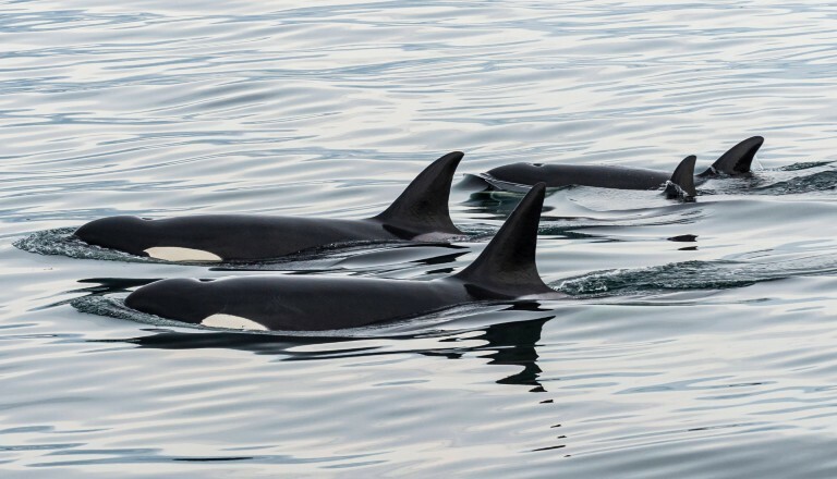 Portugal: Orcas "greifen" Boot an · Dlf Nova