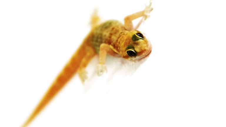 Tierwelt: Geckos haben einen sechsten Sinn · Dlf Nova