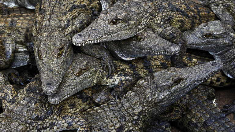 Krokodile: Nachwuchs ganz ohne Männchen · Dlf Nova