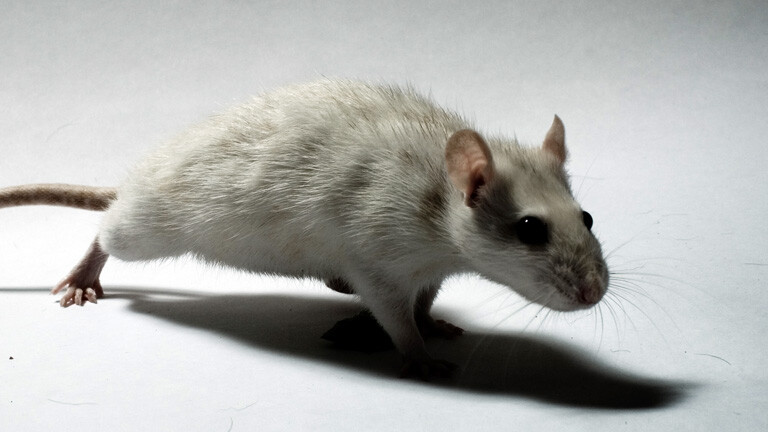 Tierwelt: Ratten sind kitzlig · Dlf Nova