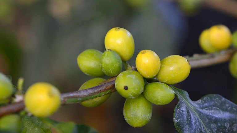 Coffea stenophylla: Comeback für eine alte klimawandelresistente ...