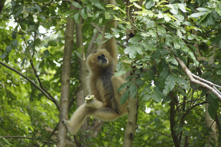 Schopfgibbons: Affentanz bei Frust und Lust · Dlf Nova