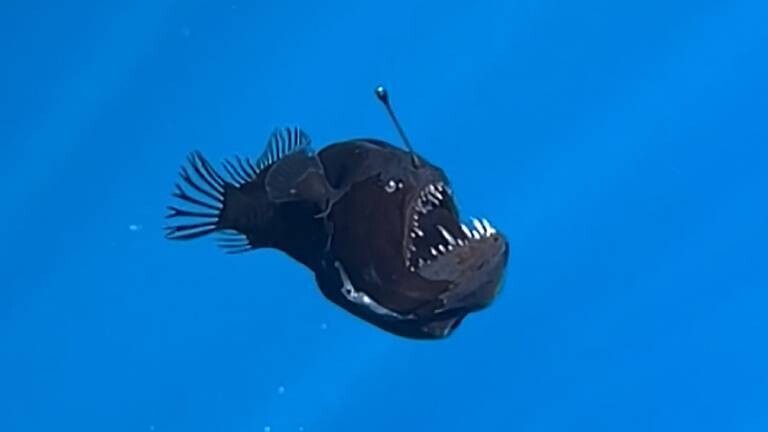 Spektakulärer Besuch aus der Tiefsee: Anglerfisch taucht vor Teneriffa ...