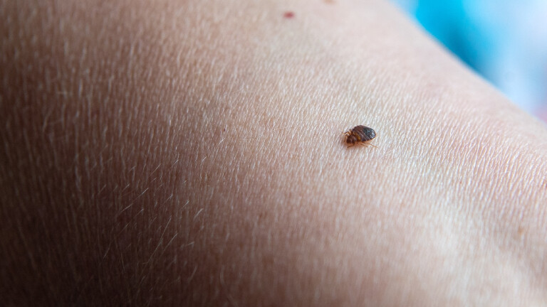 Wanzen im Bett: Hunde helfen, Gift auch · Dlf Nova