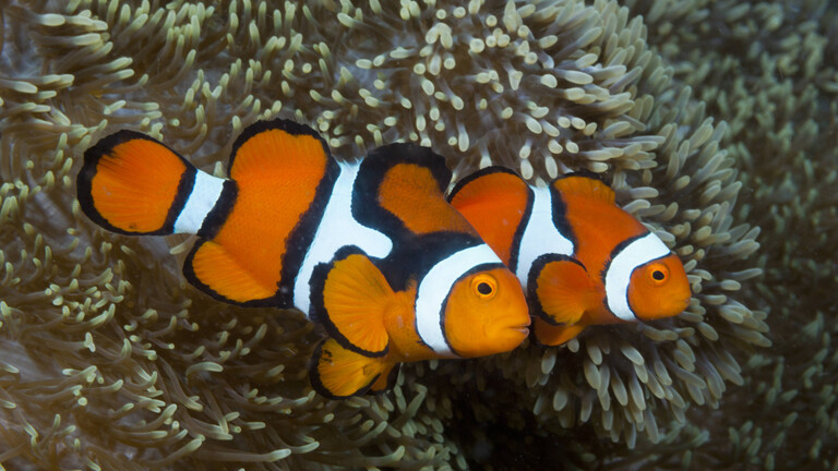 Clownfische: Männchen wird zur Chefin befördert · Dlf Nova