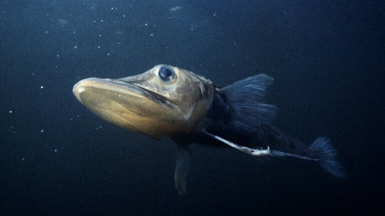 Eisfische in der Antarktis: Leben in lebensfeindlicher Umgebung · Dlf Nova