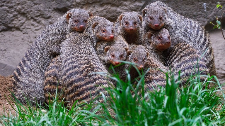 Zebramangusten leben in einem Matriarchat, wo die Weibchen die Kämpfe ...