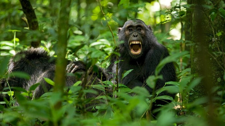 Biologie: Ältere Schimpansen tun sich schwerer mit Technik · Dlf Nova